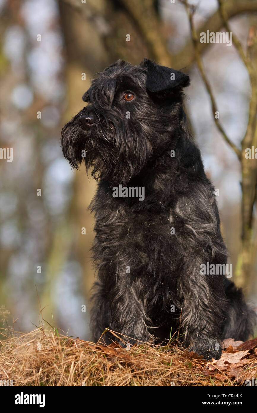 Miniature Schnauzer sitting on leaves Stock Photo - Alamy