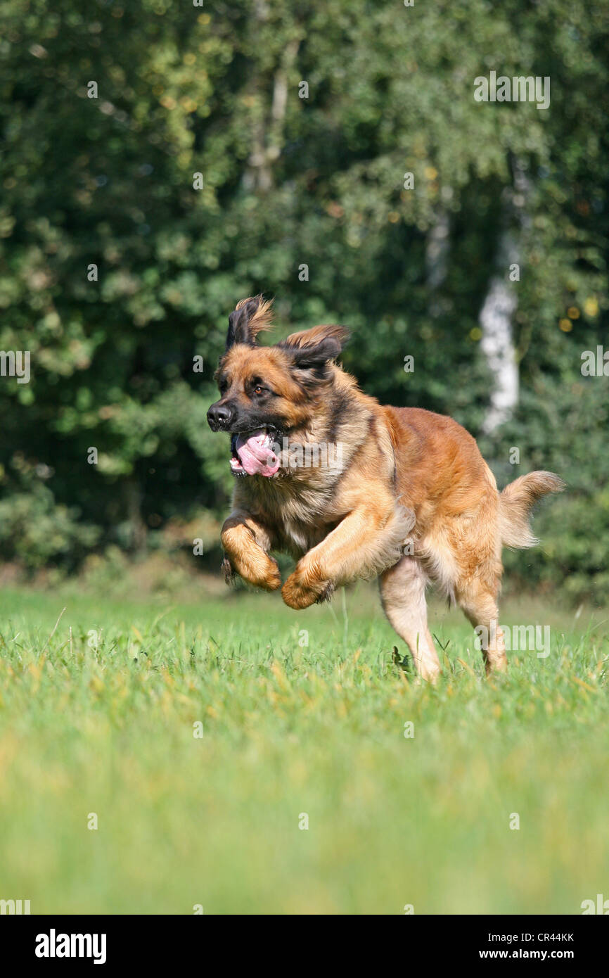 Leonberger dog running over a meadow Stock Photo - Alamy