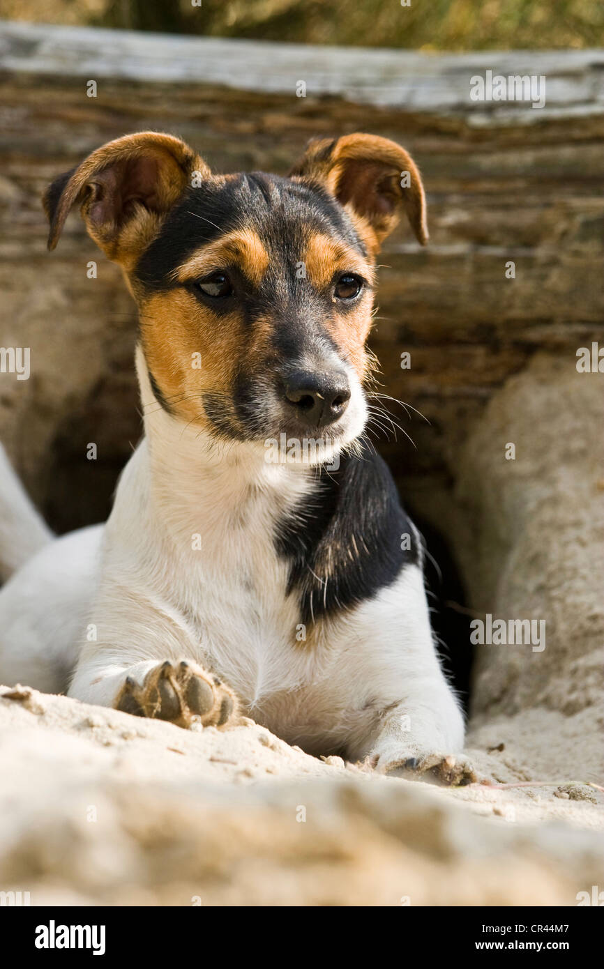 Jack Russell Terrier lying on wood Stock Photo - Alamy