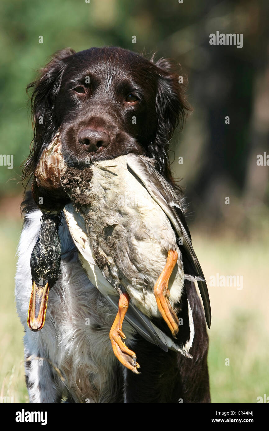 Small Munsterlander retrieving a duck Stock Photo - Alamy