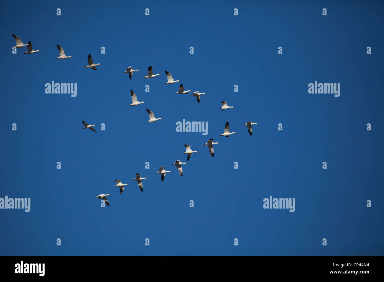 Geese formation hi-res stock photography and images - Alamy