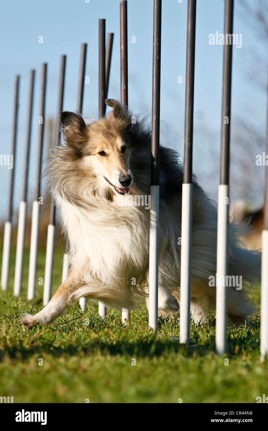 Collie running through a slalom course Stock Photo - Alamy