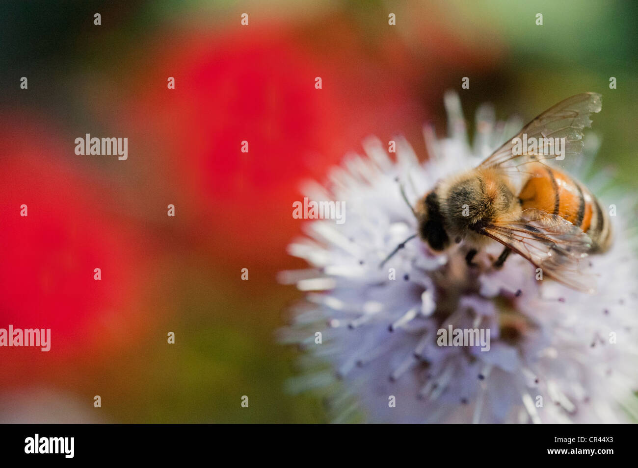 Bee nose hi-res stock photography and images - Alamy