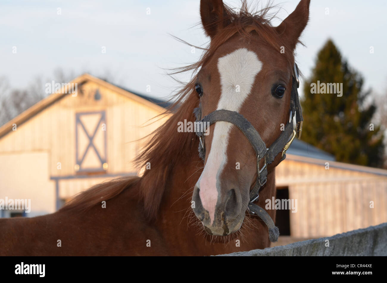 horse with barn in background Stock Photo - Alamy