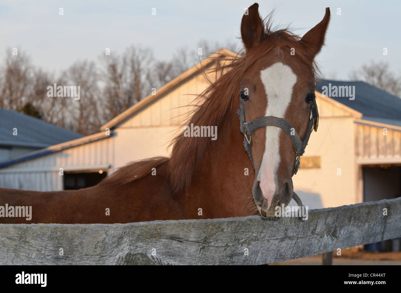 horse with barn in background Stock Photo - Alamy