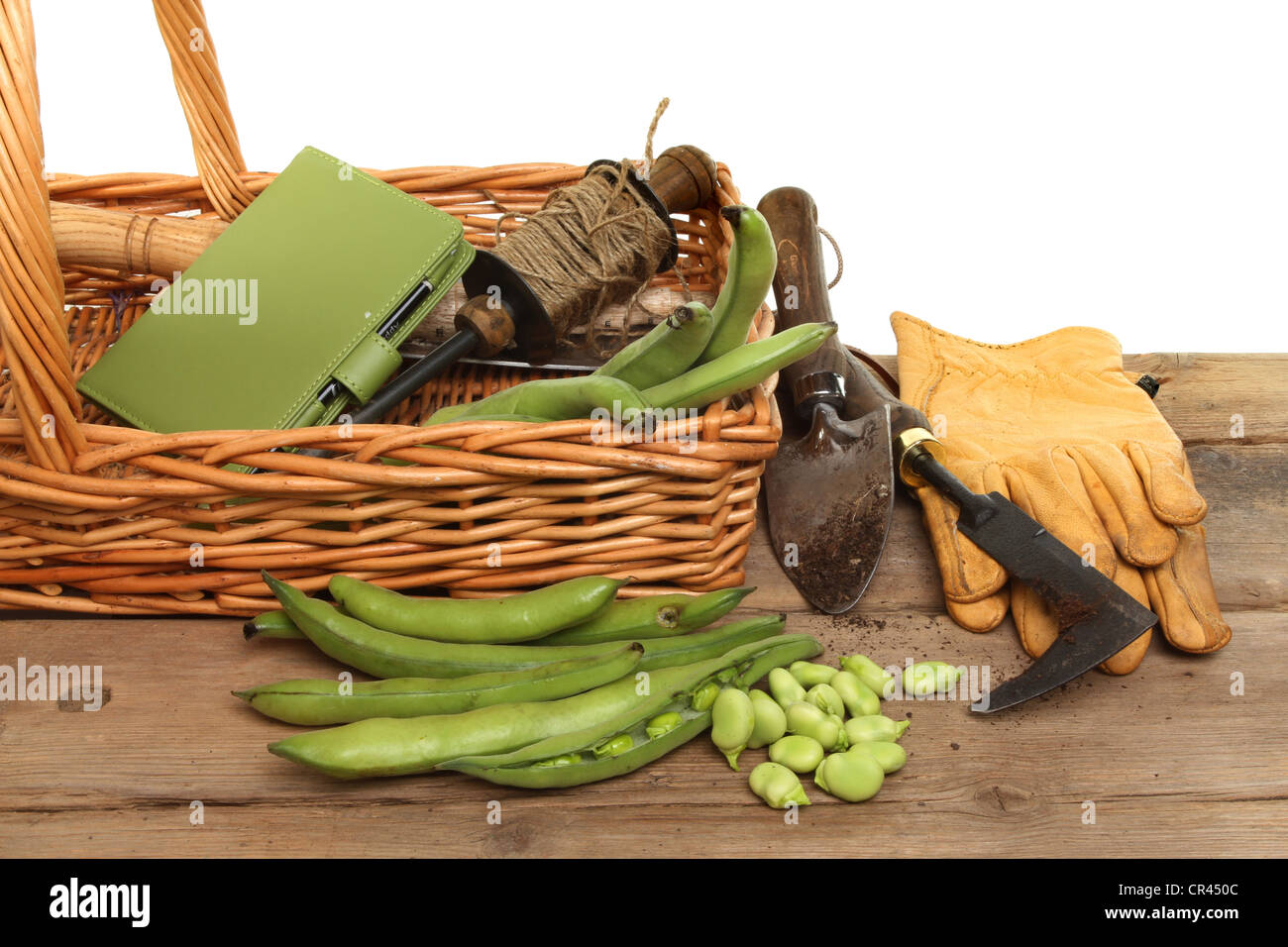 Crop of homegrown broad beans with a basket and gardening tools on a ...