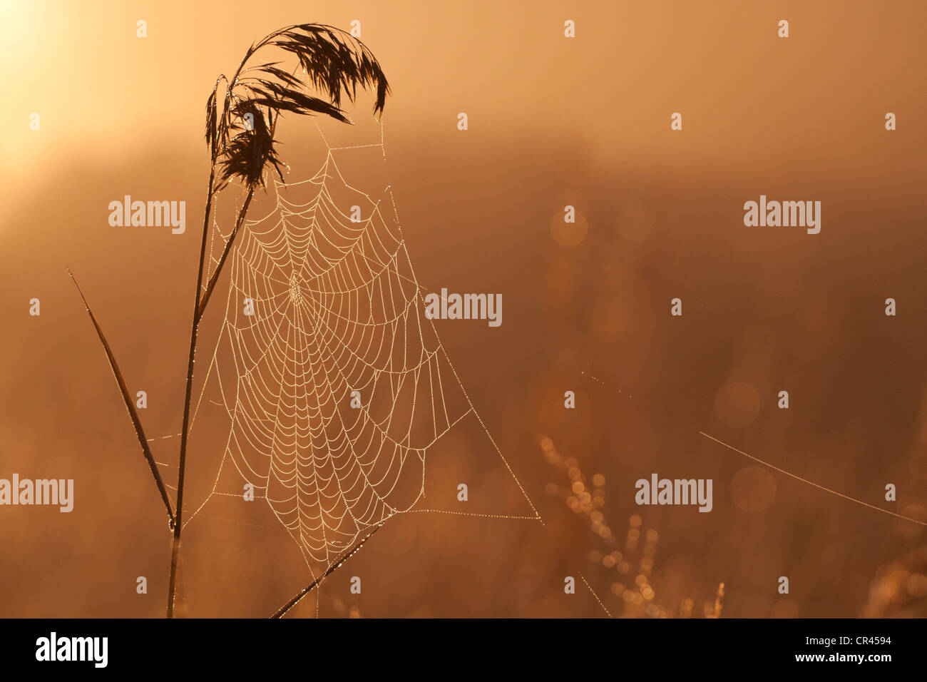 Spider web on blade of grass Stock Photo - Alamy