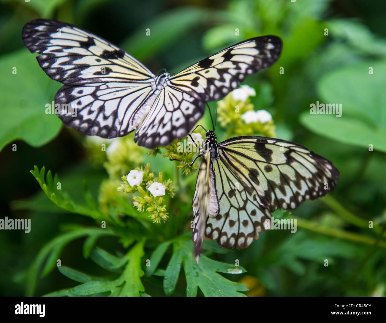The Butterfly Farm, Stratford upon Avon, England Stock Photo - Alamy