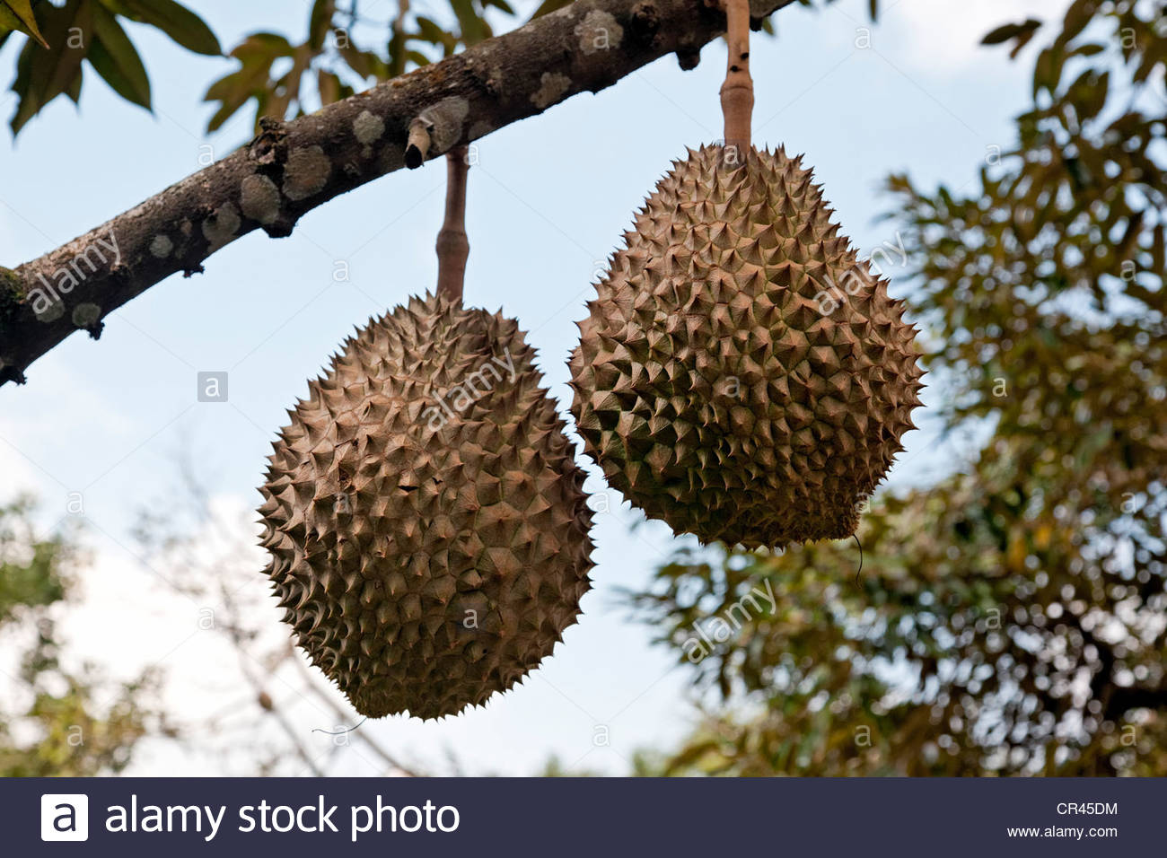 Durian Durio Zibethinus Stock Photos & Durian Durio Zibethinus Stock ...