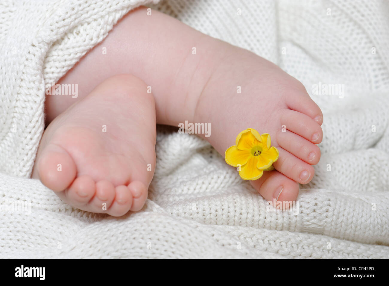Feet of a baby with a flower, 6 months Stock Photo - Alamy
