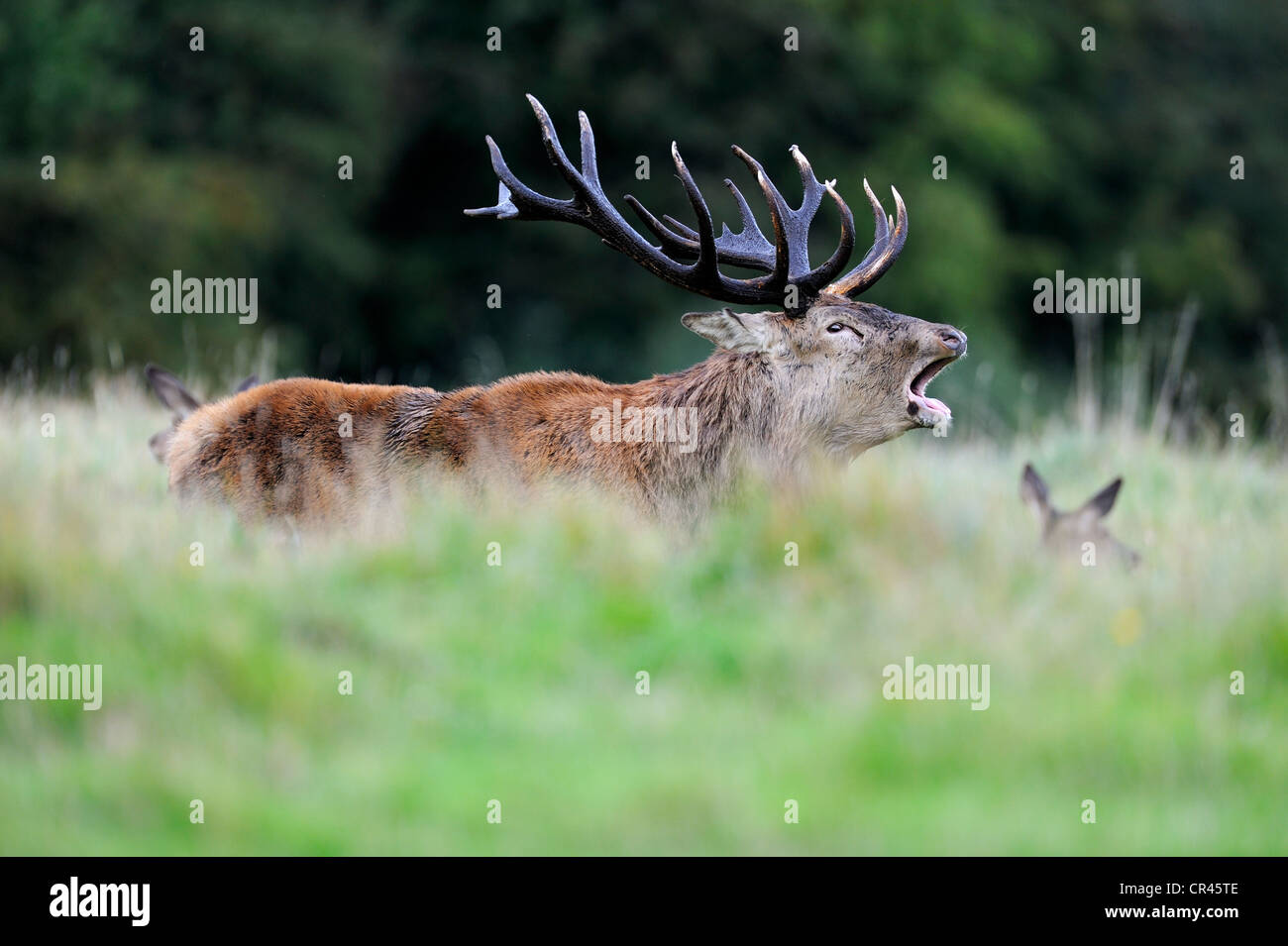 Red deer stag bugling hi-res stock photography and images - Alamy