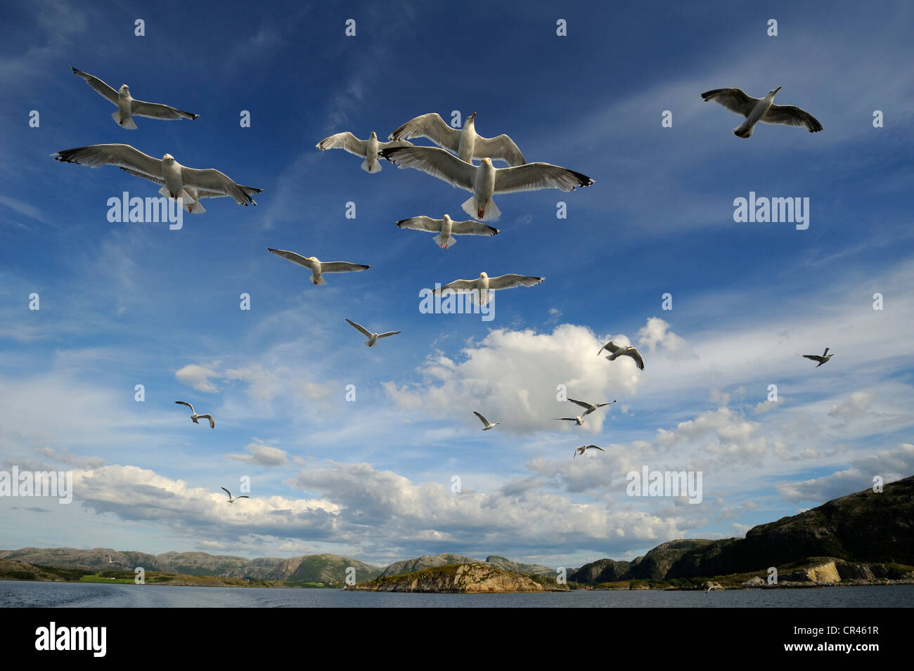 European Herring gulls (Larus argentatus) and Common Gulls or Mew Gulls ...