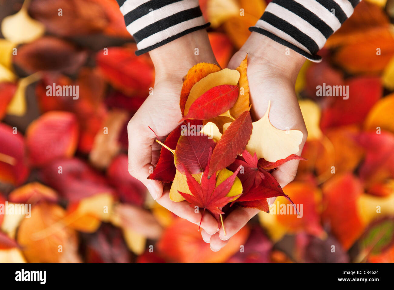Autumn Leaves In Scooped Hands Stock Photo - Alamy