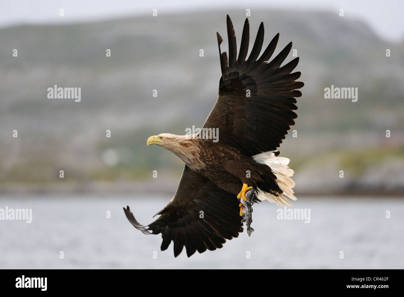 Full body eagle hi-res stock photography and images - Alamy