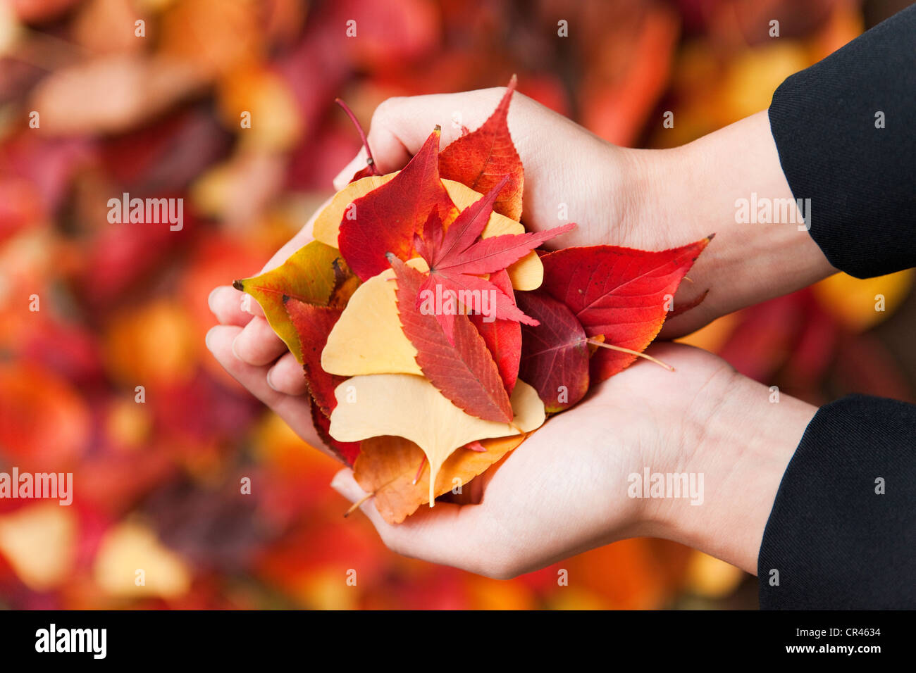 Autumn Leaves In Scooped Hands Stock Photo - Alamy