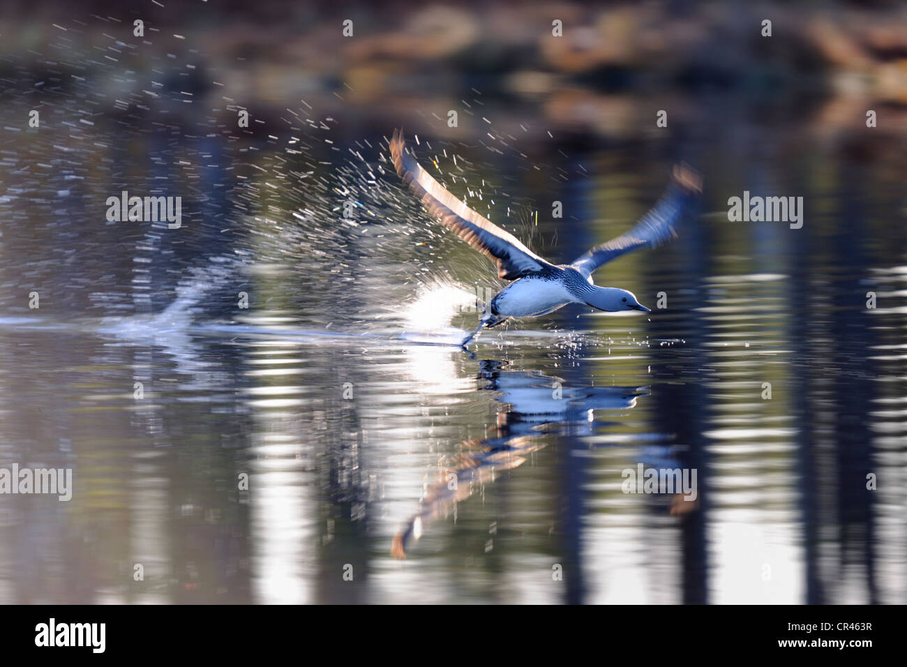 Red-throated Loon or Red-throated Diver (Gavia stellata), taking off ...