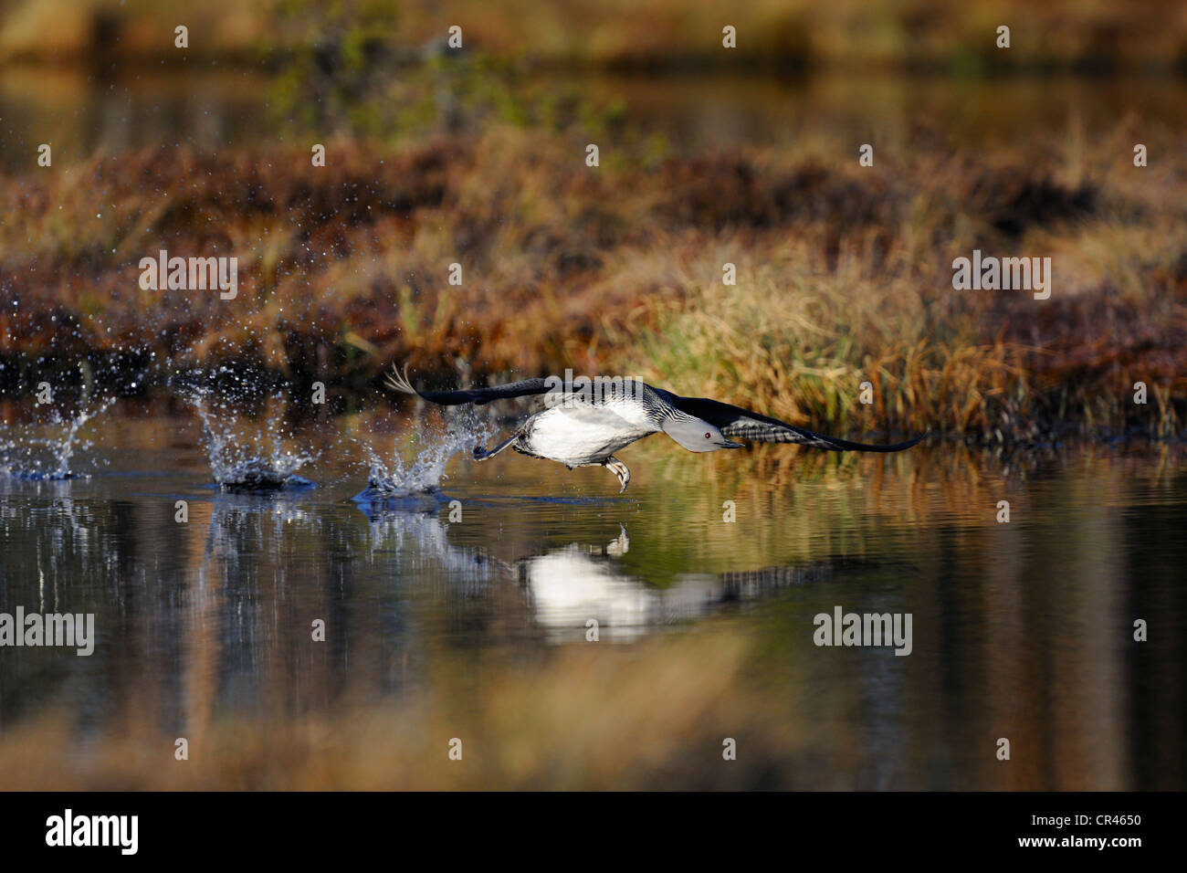Red-throated Loon or Red-throated Diver (Gavia stellata), taking off ...