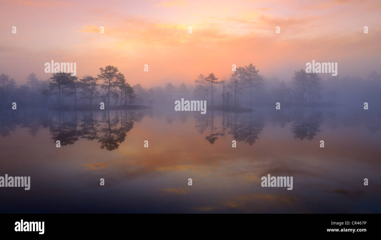 Early morning, dawn, in the swamp, Dalarna, Sweden, Scandinavia, Europe ...