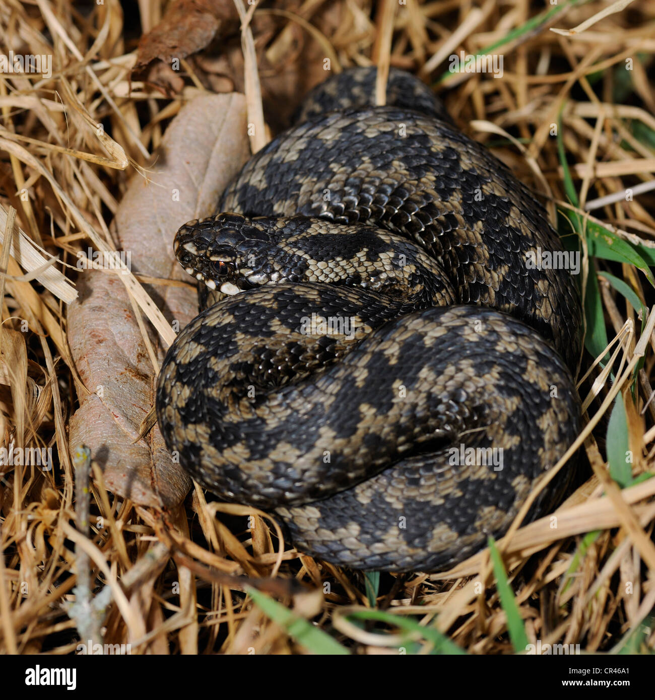 Adder northern viper vipera berus hi-res stock photography and images ...