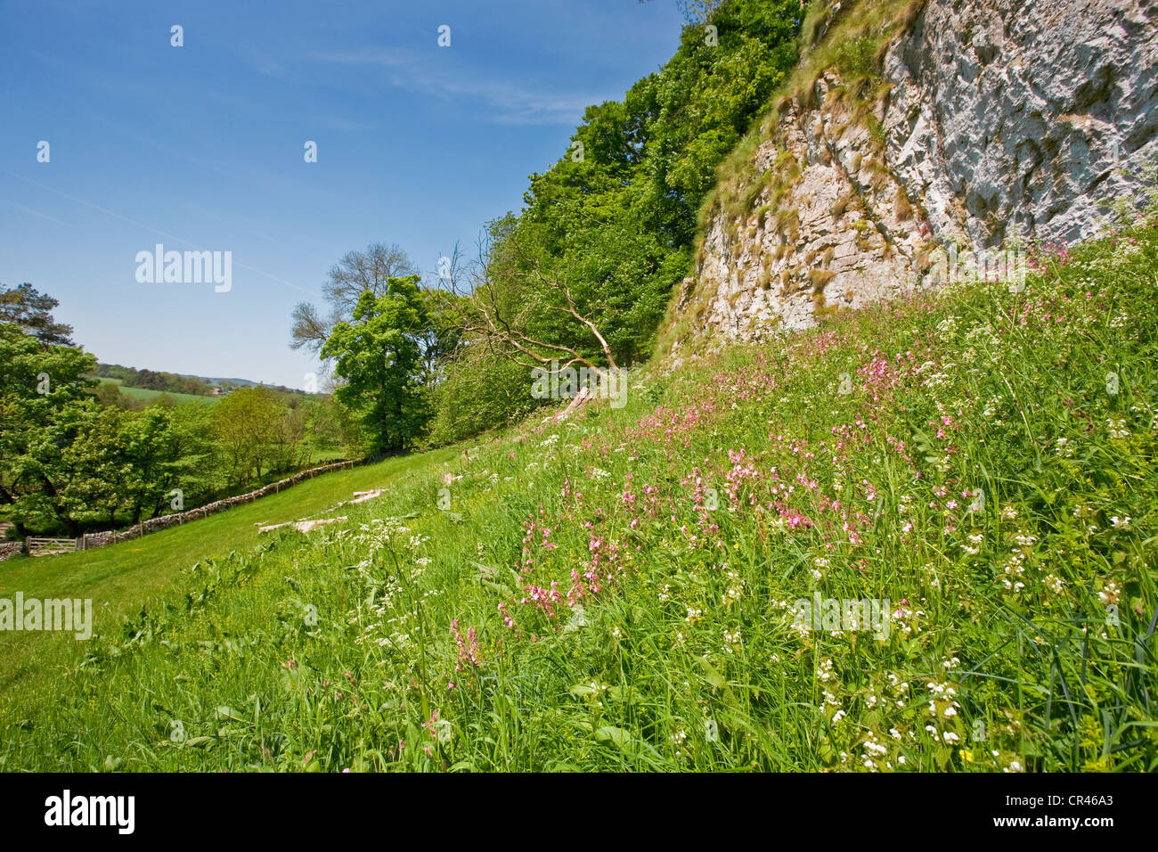 Limestone in Dovedale, Derbyshire Stock Photo - Alamy