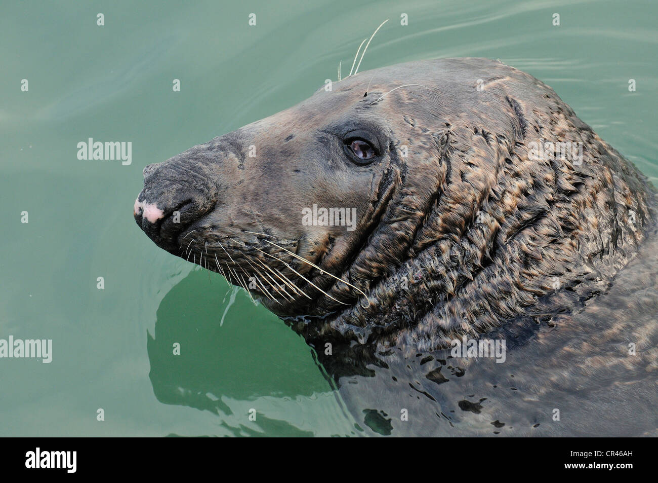 Grey Seal Halichoerus grypus, Phocidae, Howth, Dublin, Ireland, Europe ...