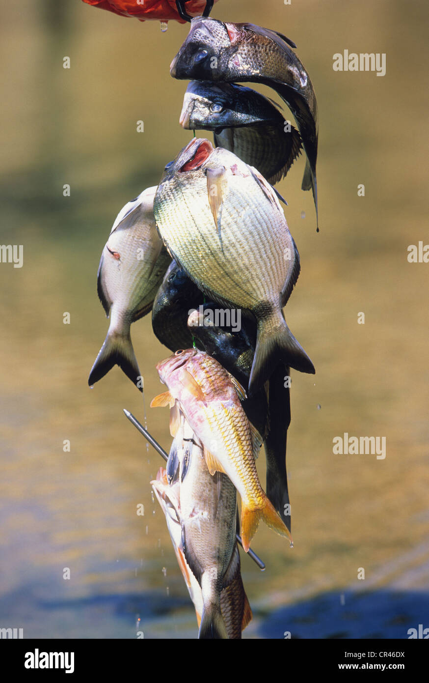 Return from harpoon fishing hi-res stock photography and images - Alamy
