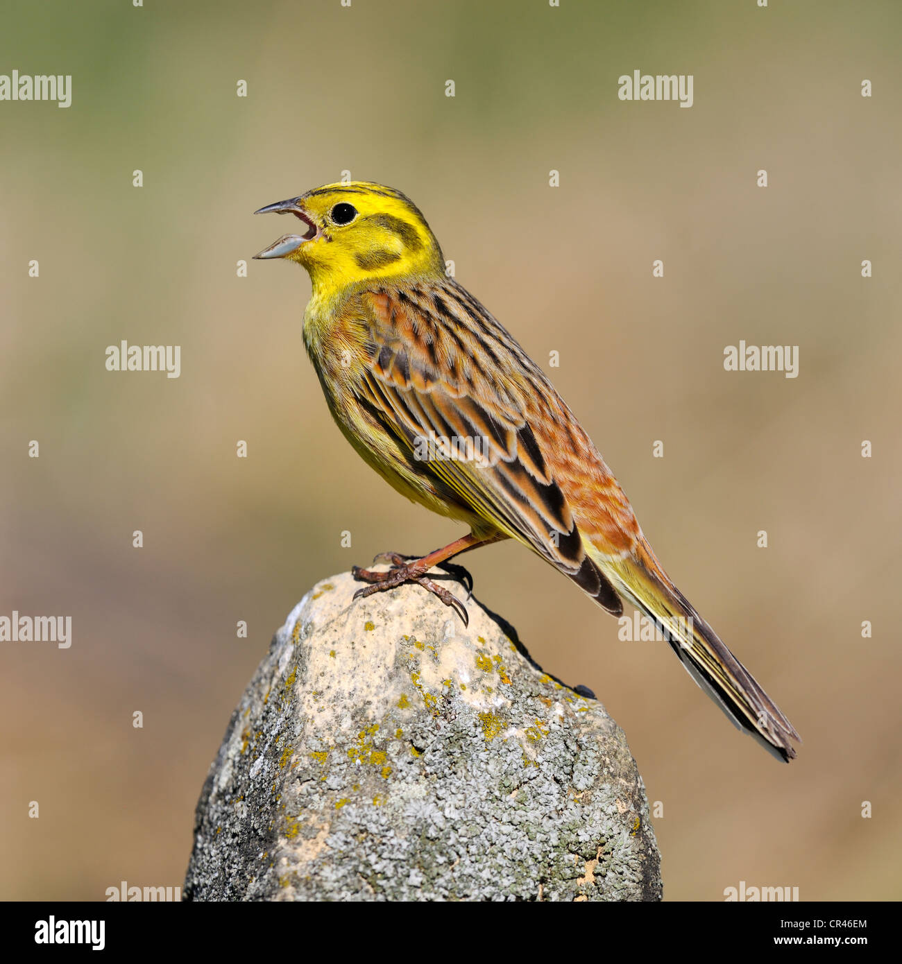 Yellowhammer singing hi-res stock photography and images - Alamy