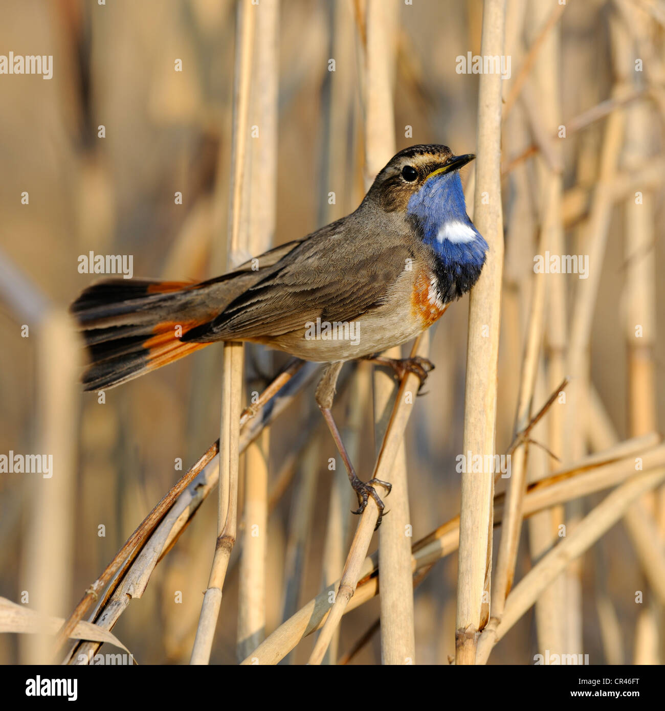 White-spotted Bluethroat (Luscinia svecica cyanecula), Donauauen ...