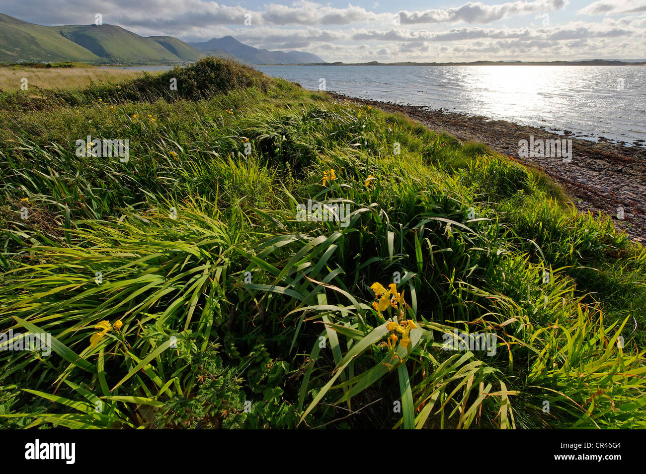 Beach of Glenbeigh in front of the Rossbeigh Peninsula, Ring of Kerry ...