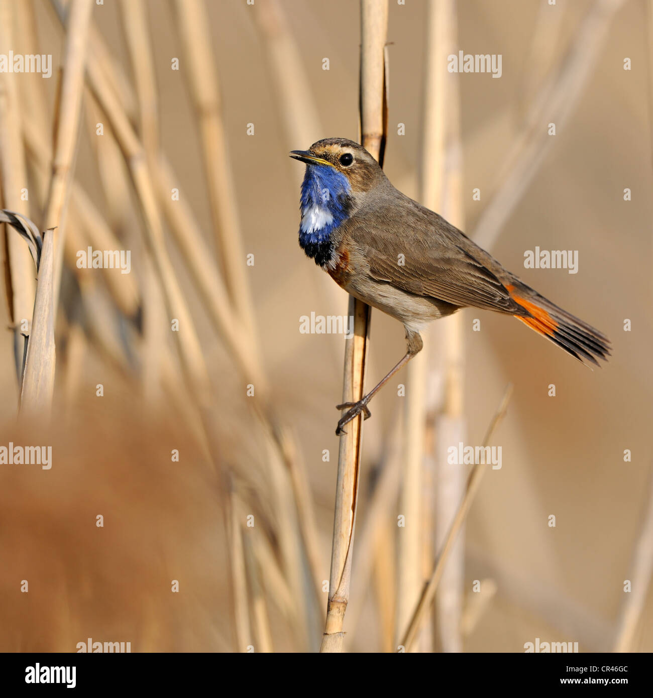 White-spotted Bluethroat (Luscinia svecica cyanecula), Donauauen ...