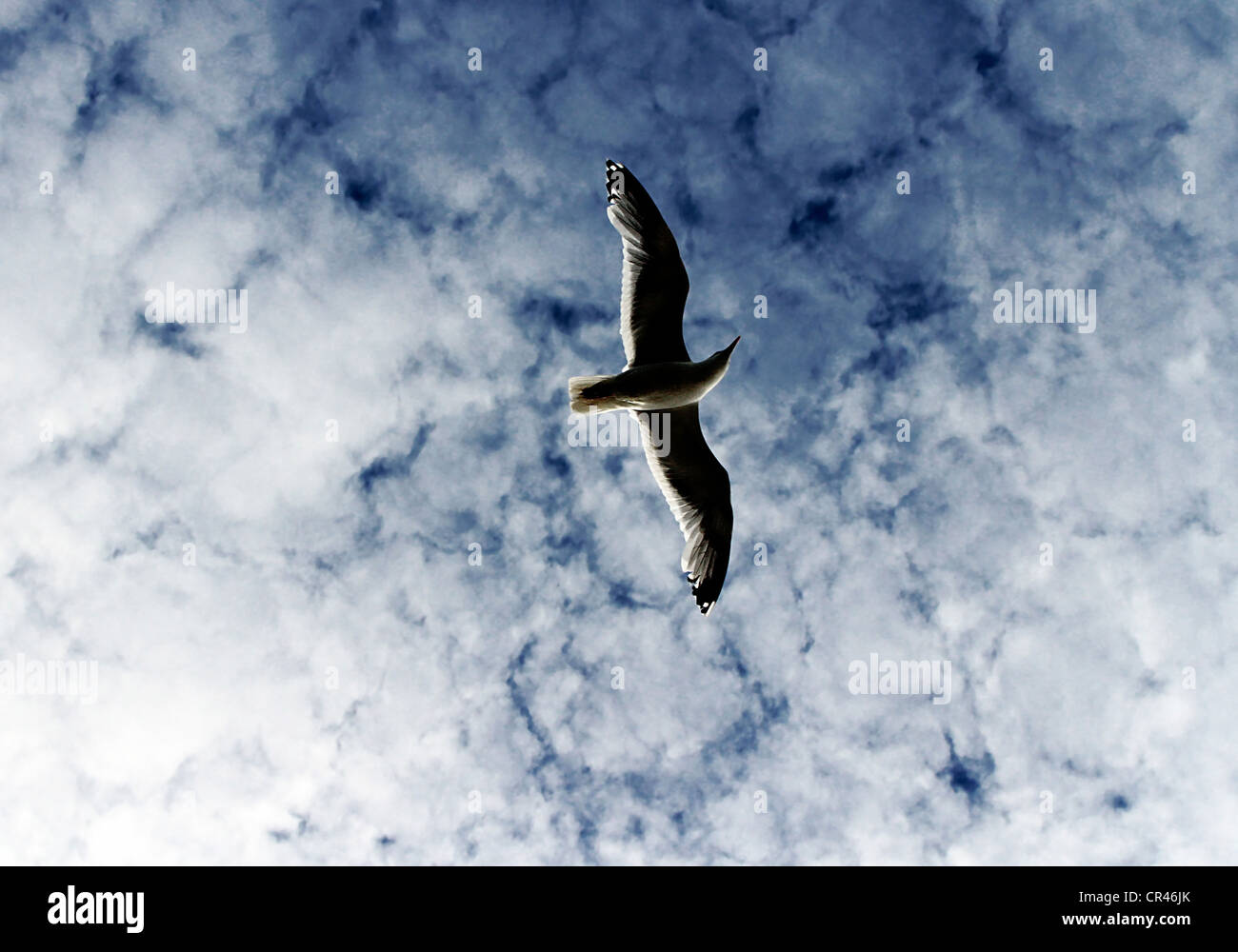 High flyer hi-res stock photography and images - Alamy