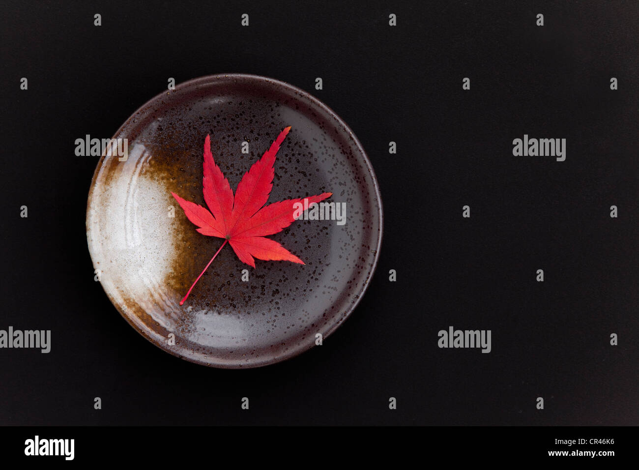 Cut leaf japanese maple hi-res stock photography and images - Alamy