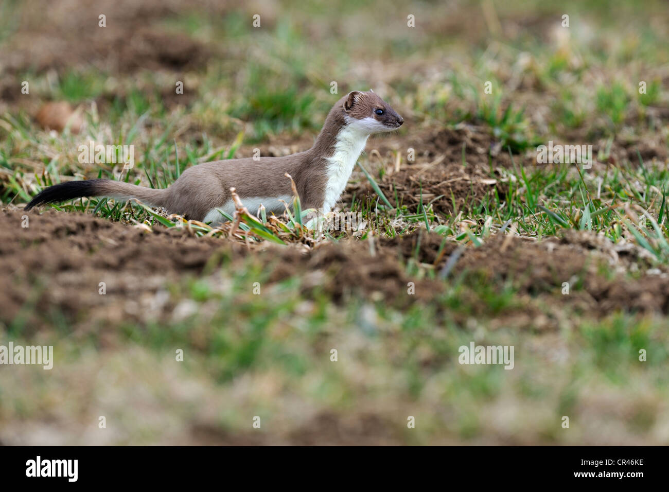 Stoat face hi-res stock photography and images - Alamy