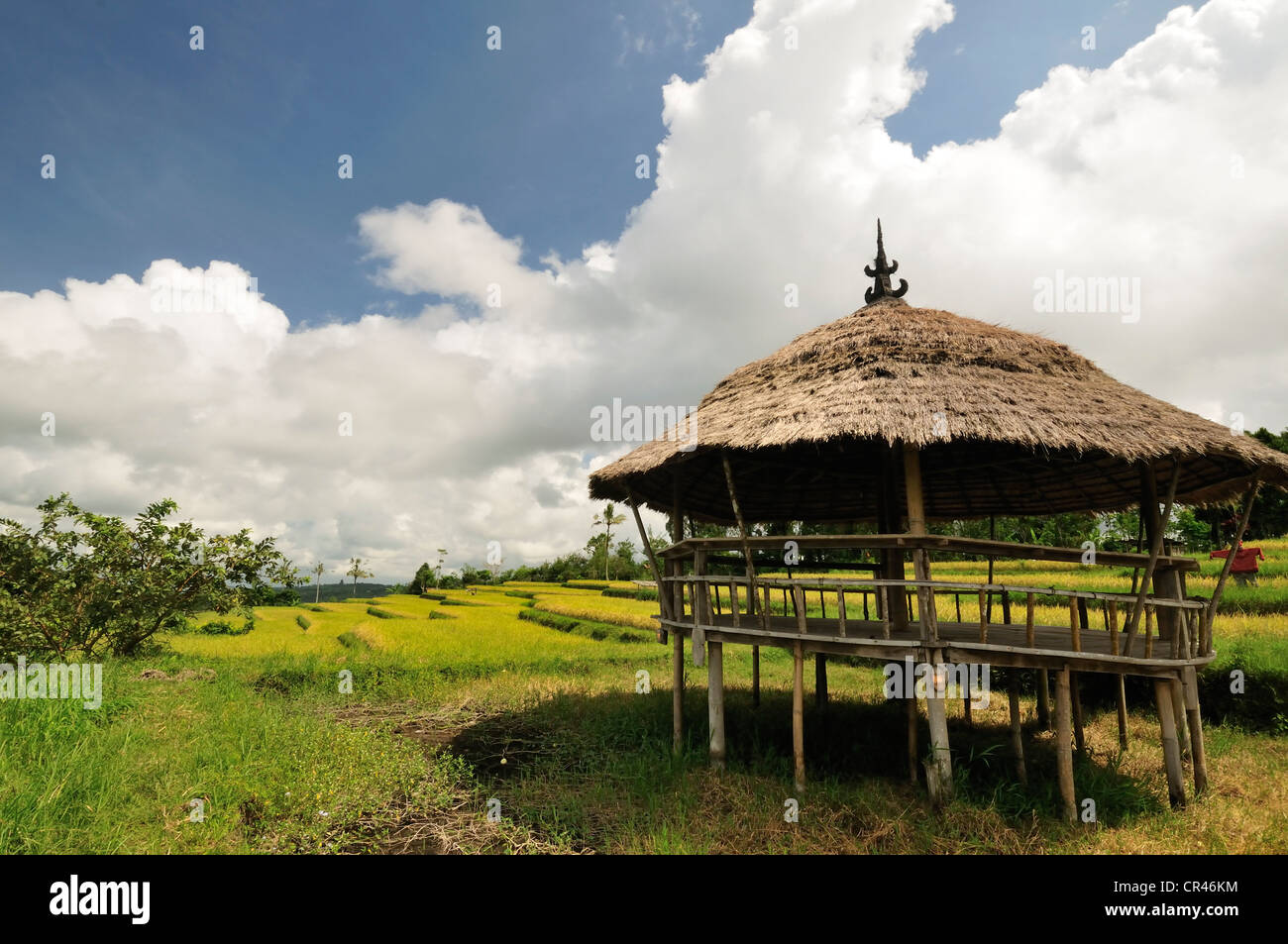 Rice terraces, Pacung, Bali, Indonesia, Asia Stock Photo - Alamy