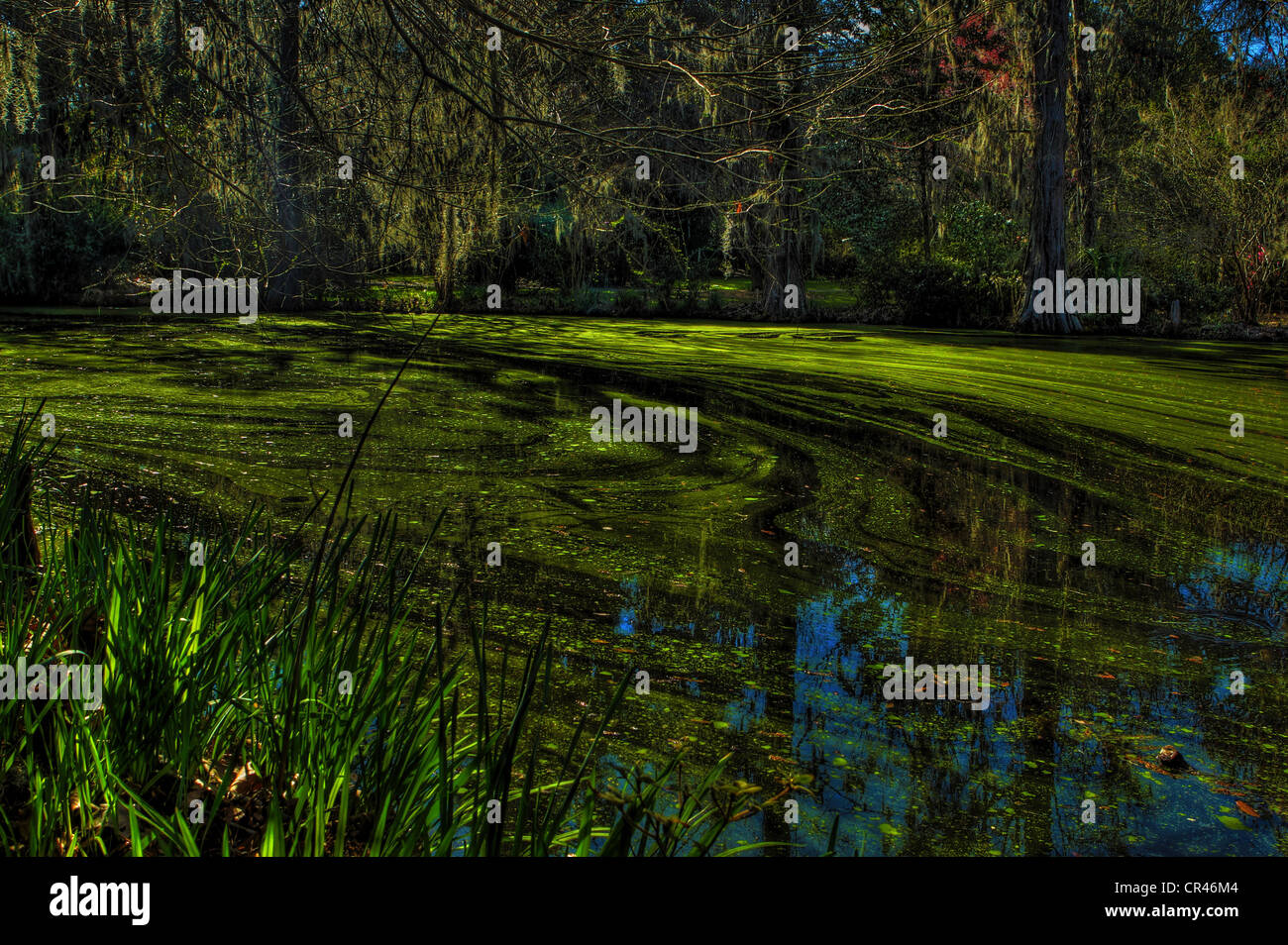 Swamp algae hi-res stock photography and images - Alamy