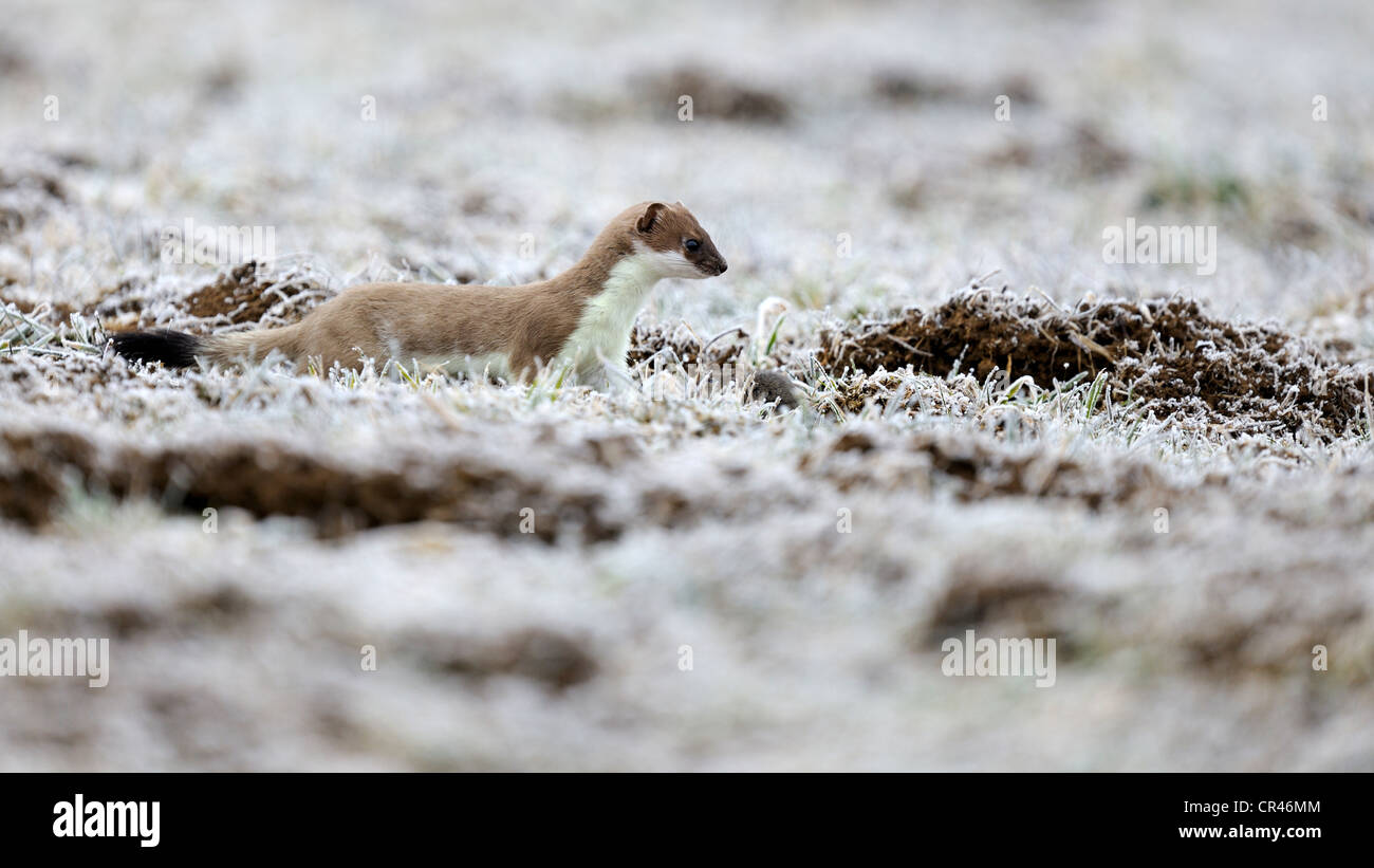 Stoat, ermine or short-tailed weasel (Mustela erminea), in summer coat ...