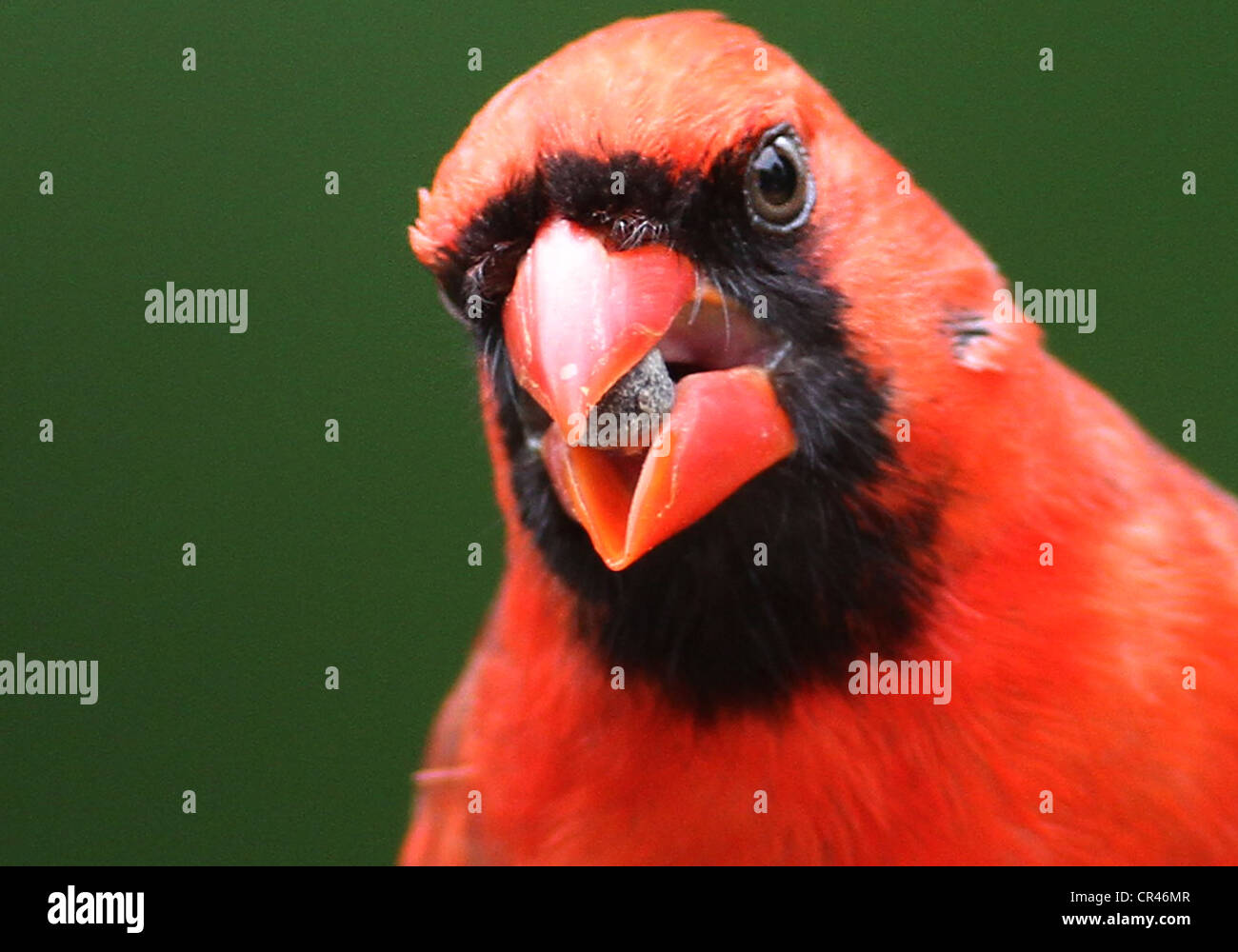 Motley crew hi-res stock photography and images - Alamy