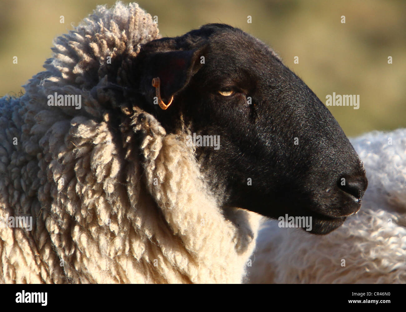 Northumbrian black faced sheep hi-res stock photography and images - Alamy