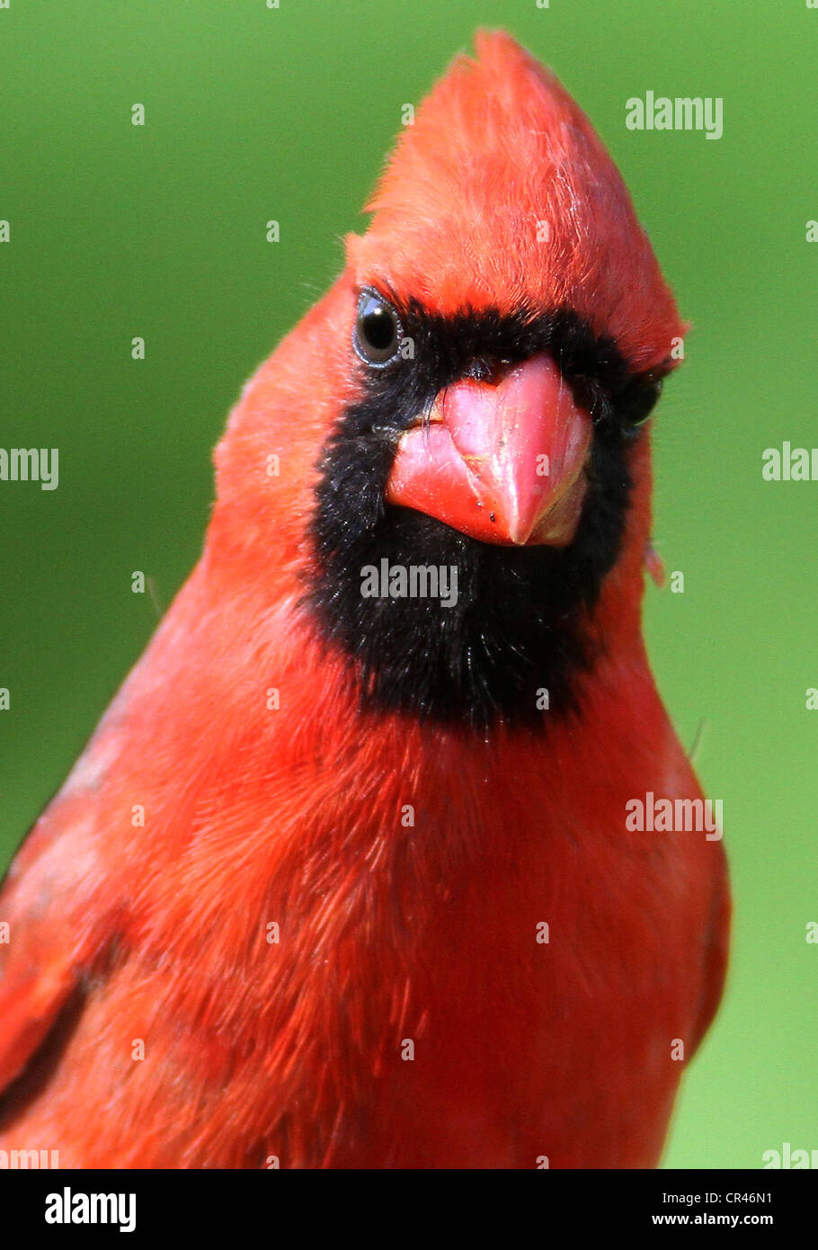 Stern Look Stock Photos & Stern Look Stock Images - Alamy
