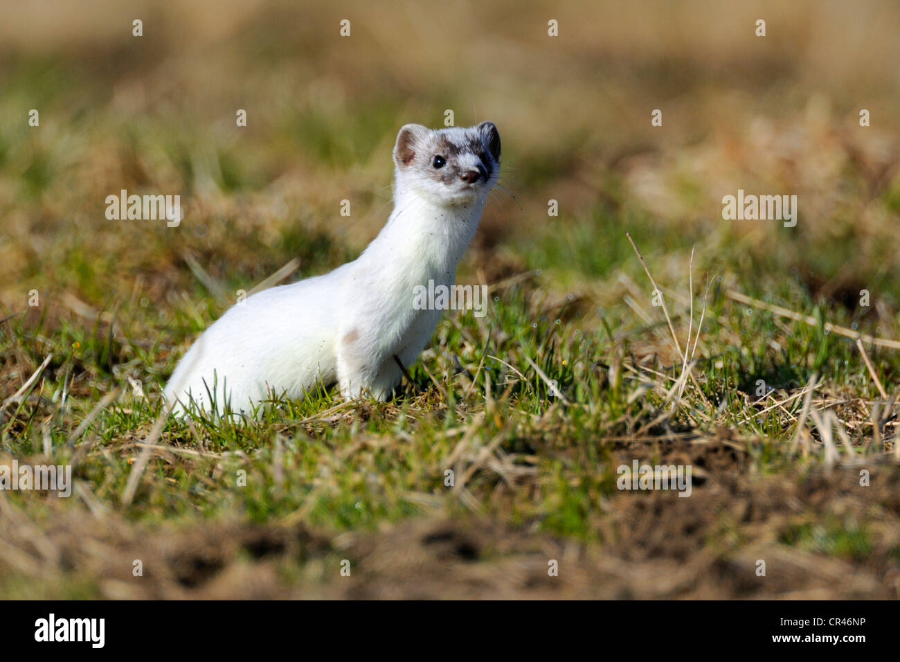 European stoat ermine mustela erminea hi-res stock photography and ...