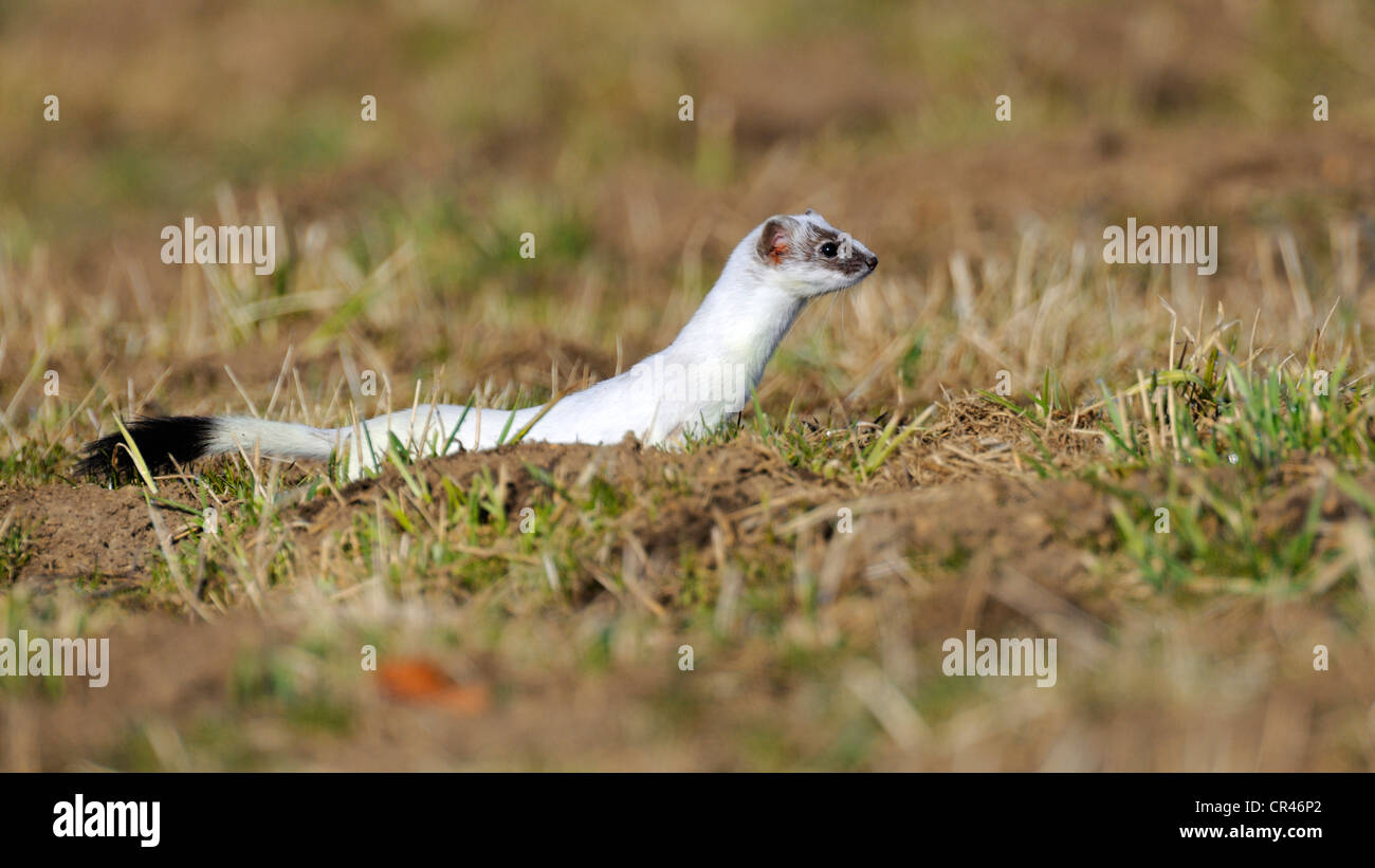 Weasel and stoat hi-res stock photography and images - Alamy