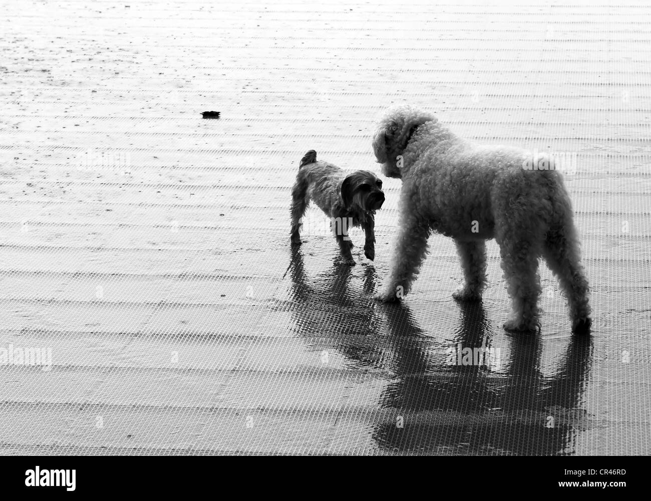 Wet dogs hi-res stock photography and images - Alamy
