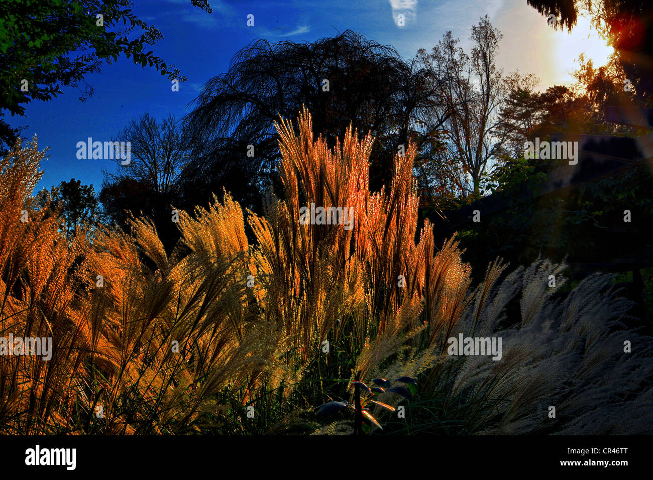 Country scene country scene hi-res stock photography and images - Alamy
