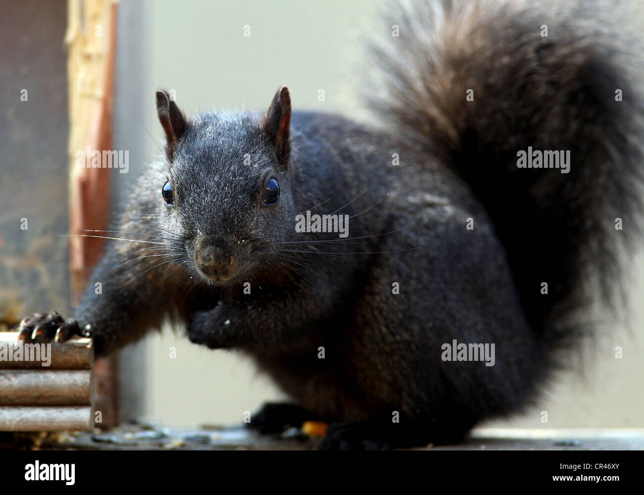 Squirrel black squirrel hi-res stock photography and images - Alamy