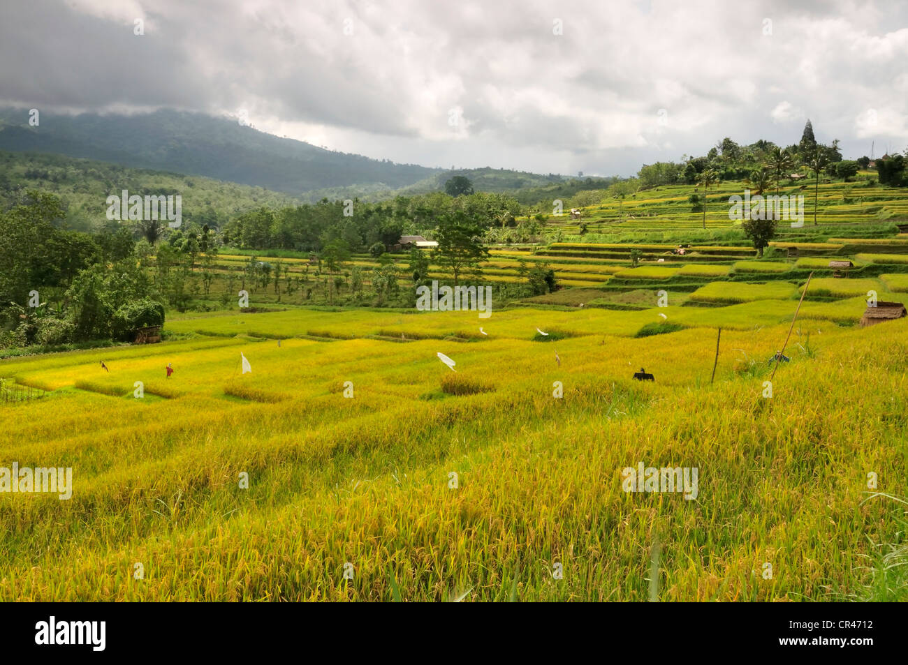 Pacung rice terraces hi-res stock photography and images - Alamy