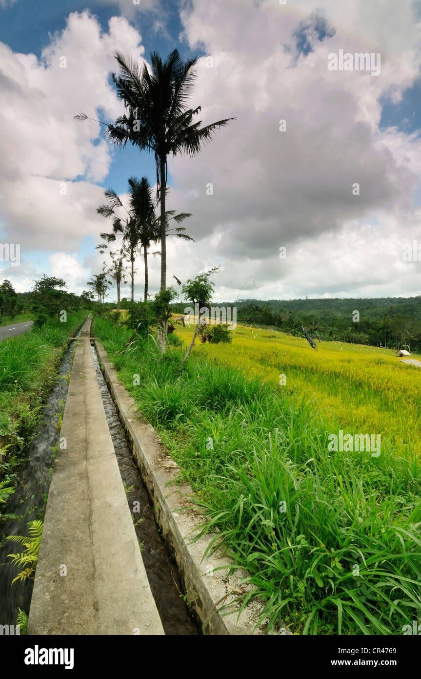Pacung rice terraces hi-res stock photography and images - Alamy