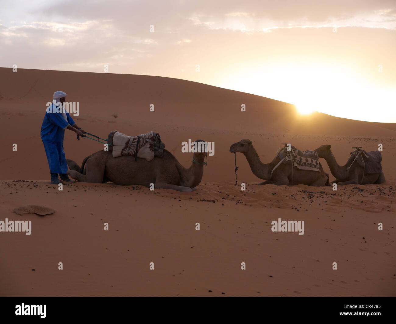 Tuareg man preparing camels at dawn for a camel ride, sand dunes of the ...
