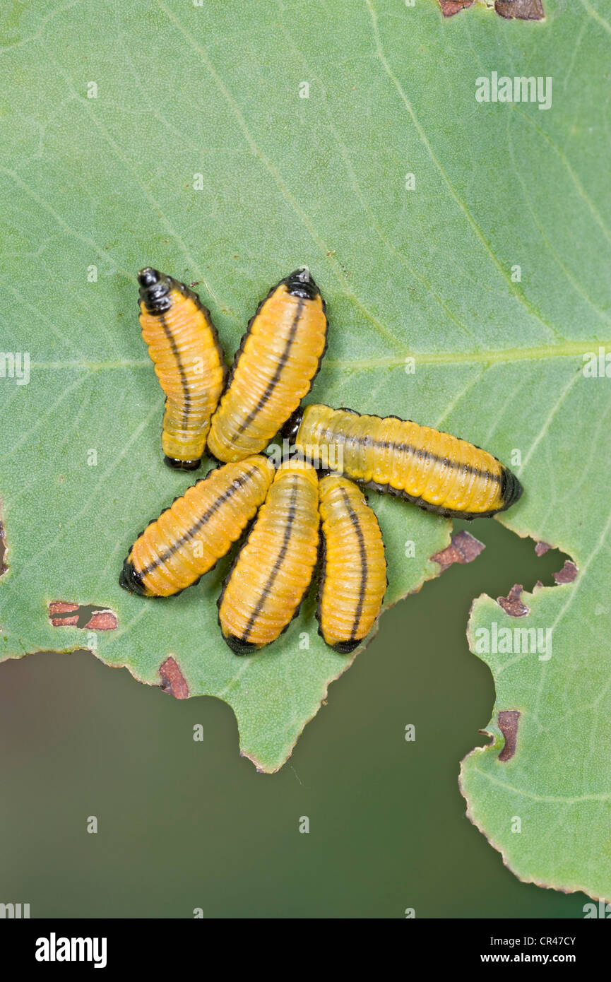 Eucalyptus Leaf Beetle Larvae High Resolution Stock Photography and ...