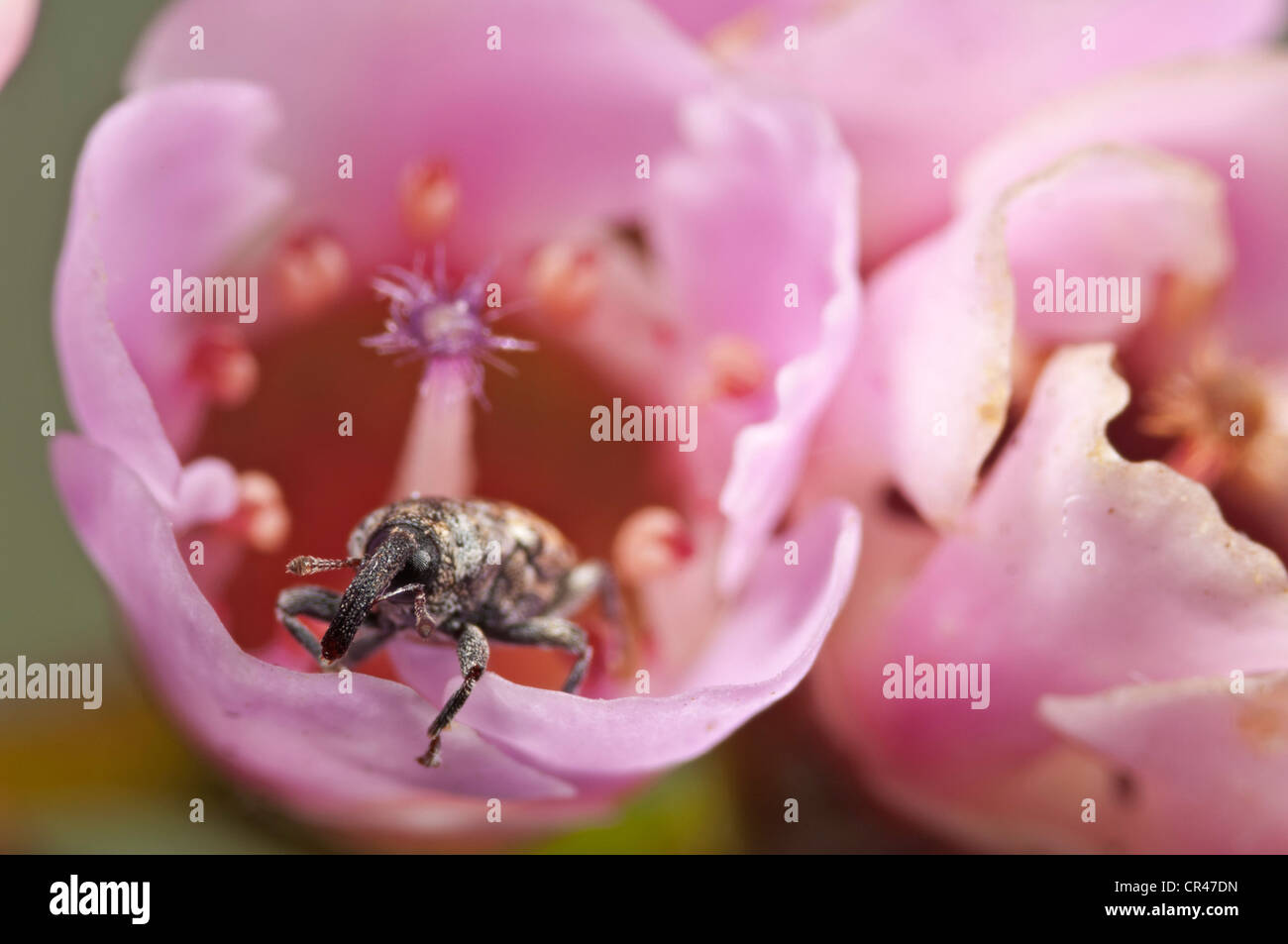 Pink thryptomene hi-res stock photography and images - Alamy