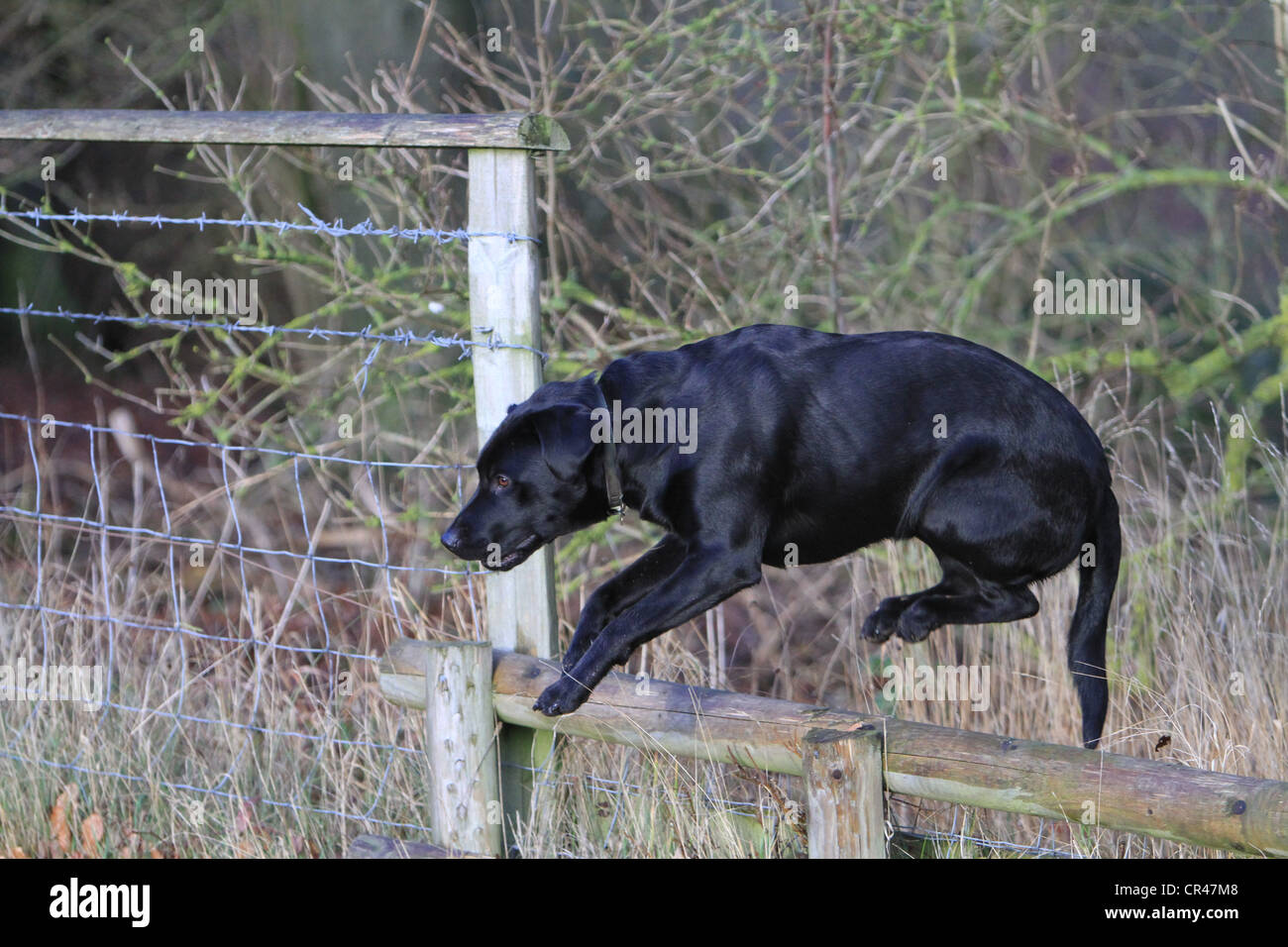 Labrador leaping hi-res stock photography and images - Alamy